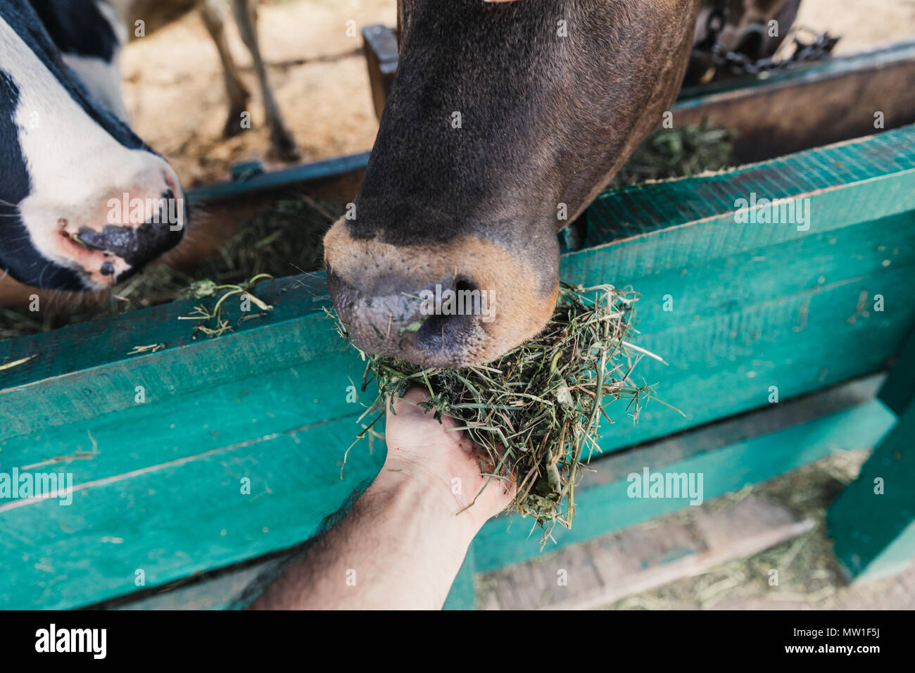 close-up partial view of farmer holding hay and feeding cows at stall ...