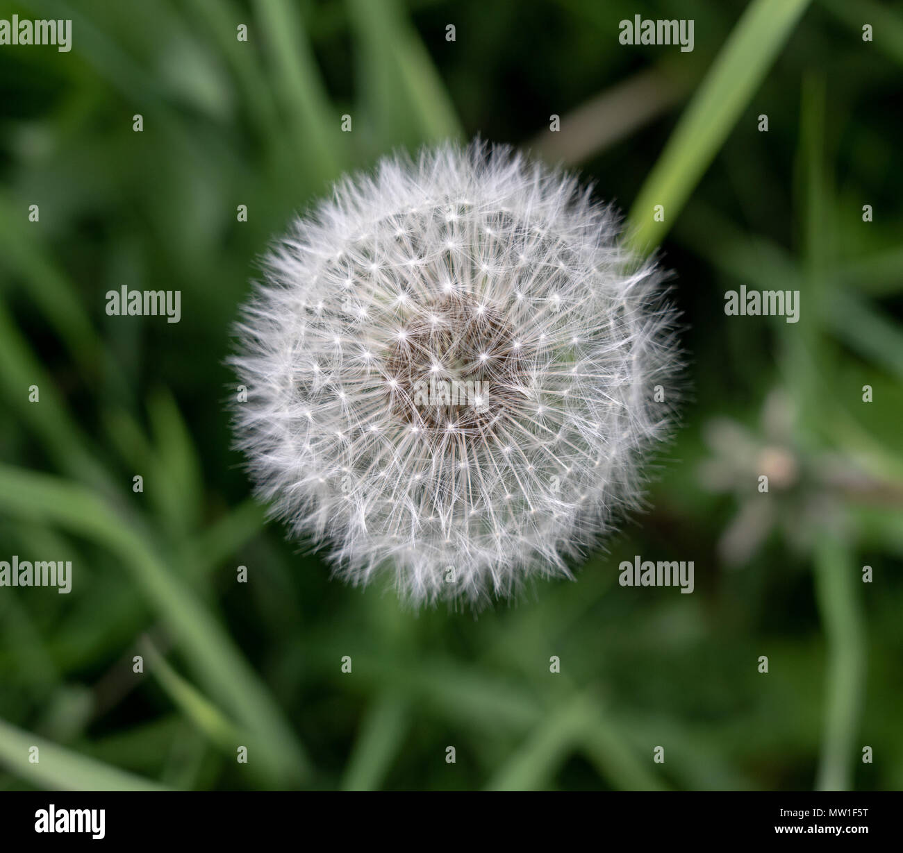 Dandelion flower seed growth hi-res stock photography and images - Alamy
