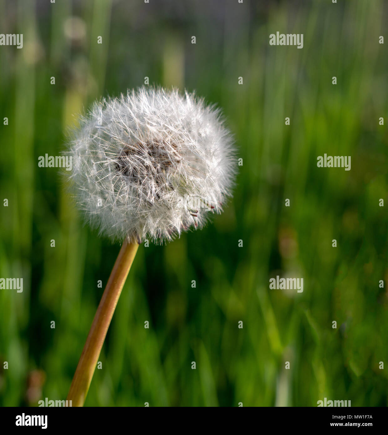 Close up of the seed head of dandelion flower Stock Photo - Alamy