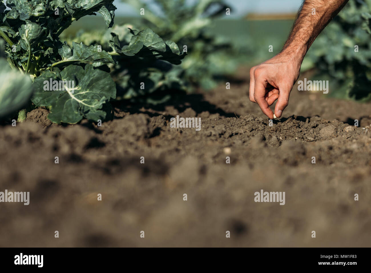 One seed hi-res stock photography and images - Alamy
