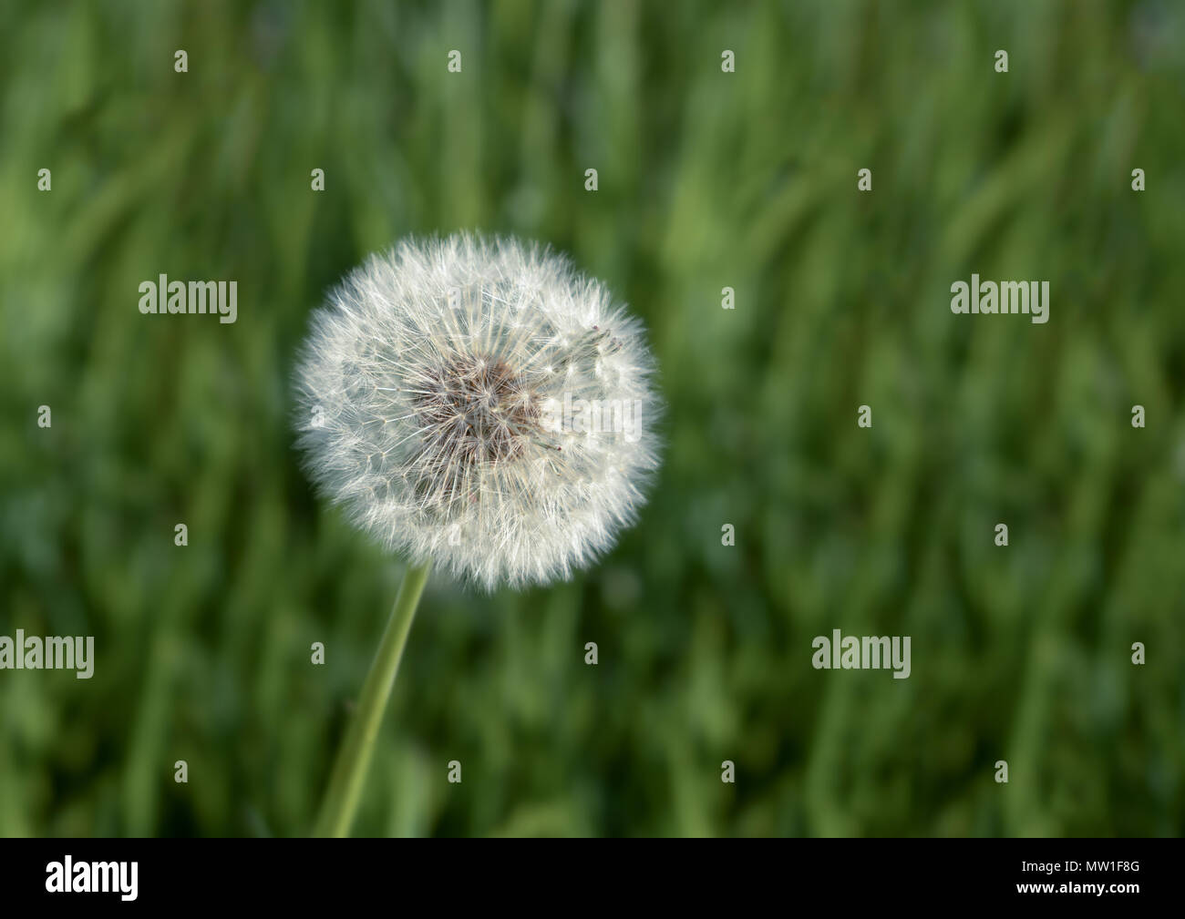 Close up of the seed head of dandelion flower Stock Photo - Alamy