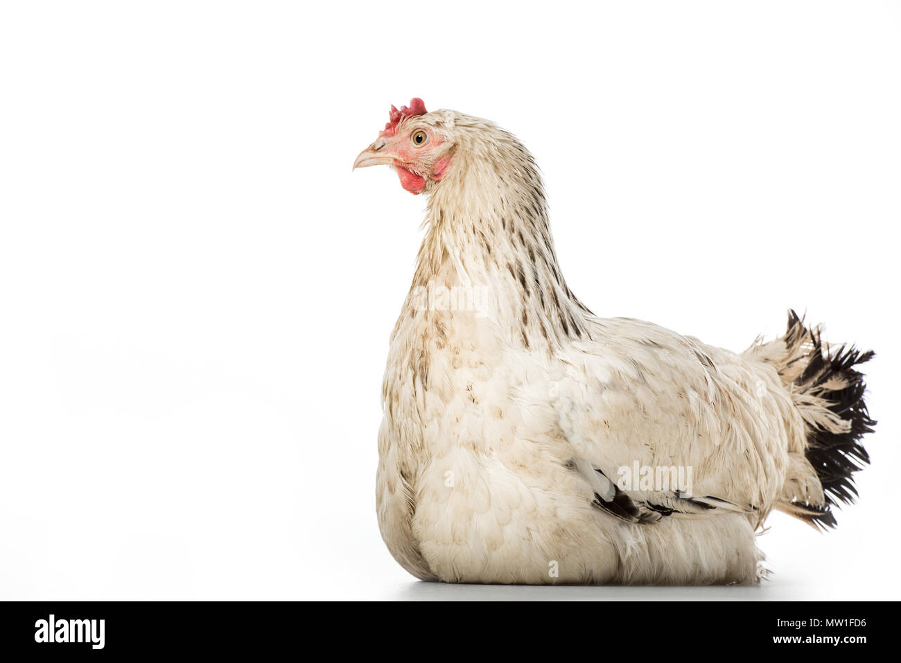 close-up view of beautiful white hen isolated on white Stock Photo - Alamy