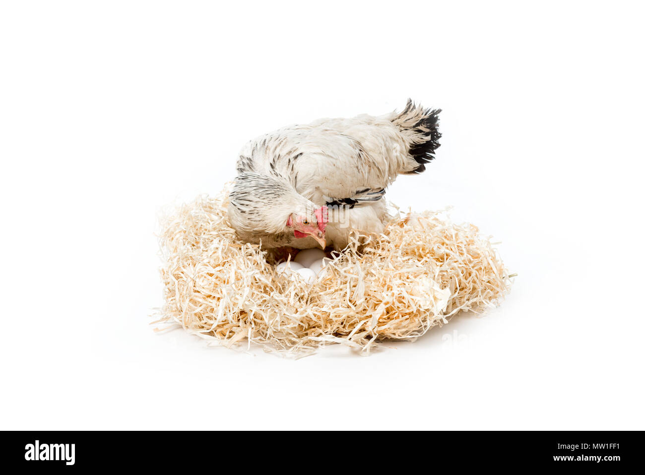 Hen sitting on nest Cut Out Stock Images & Pictures - Alamy
