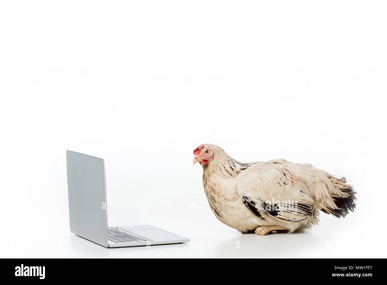 chicken looking at open laptop isolated on white Stock Photo - Alamy