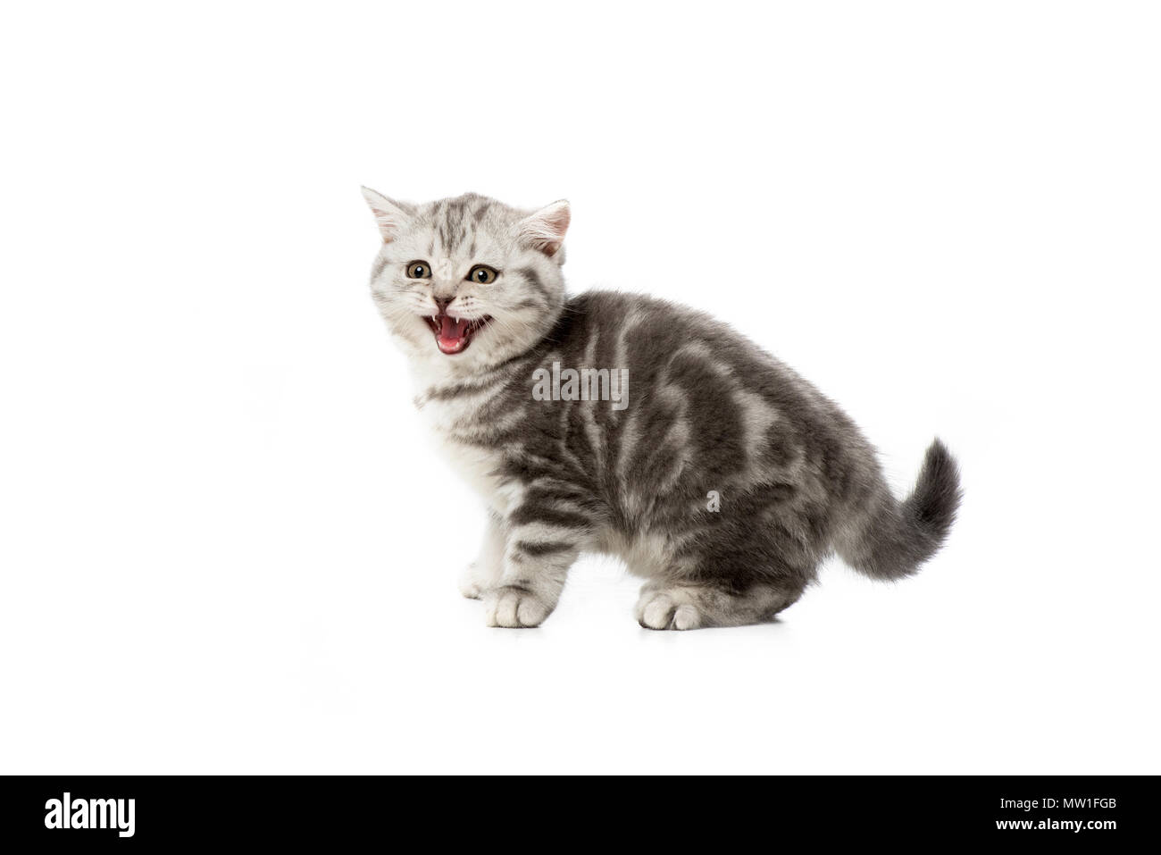 Cat kitten meowing on Cut Out Stock Images & Pictures - Alamy