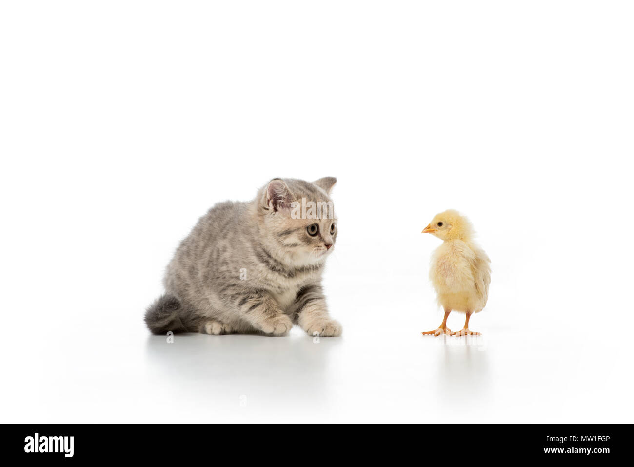 adorable little chick and kitten looking at each other isolated on ...