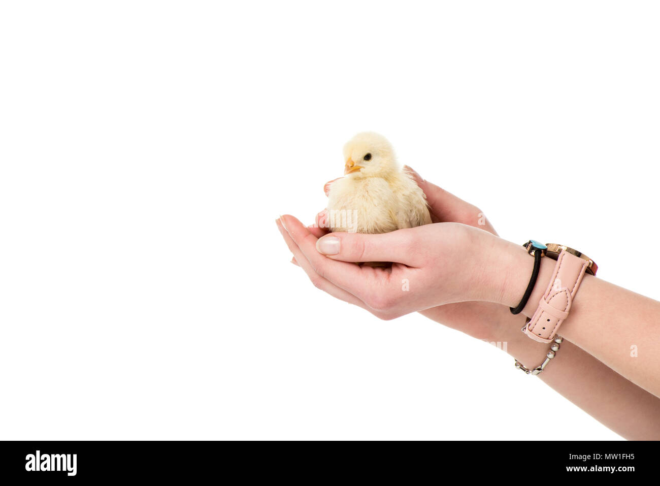 Person holding chick hi-res stock photography and images - Alamy