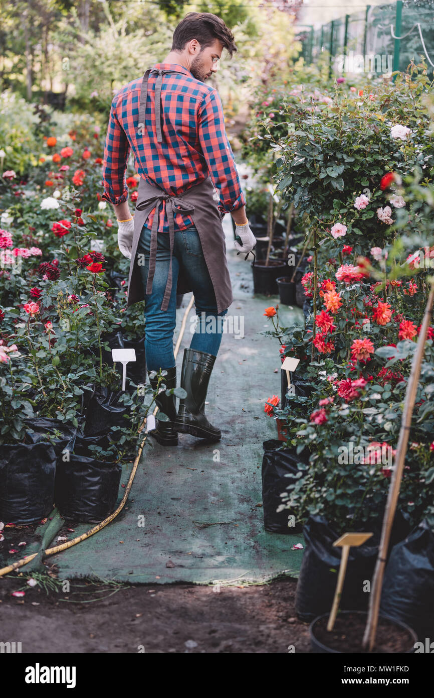 back view of handsome gardener in apron walking in garden with various ...
