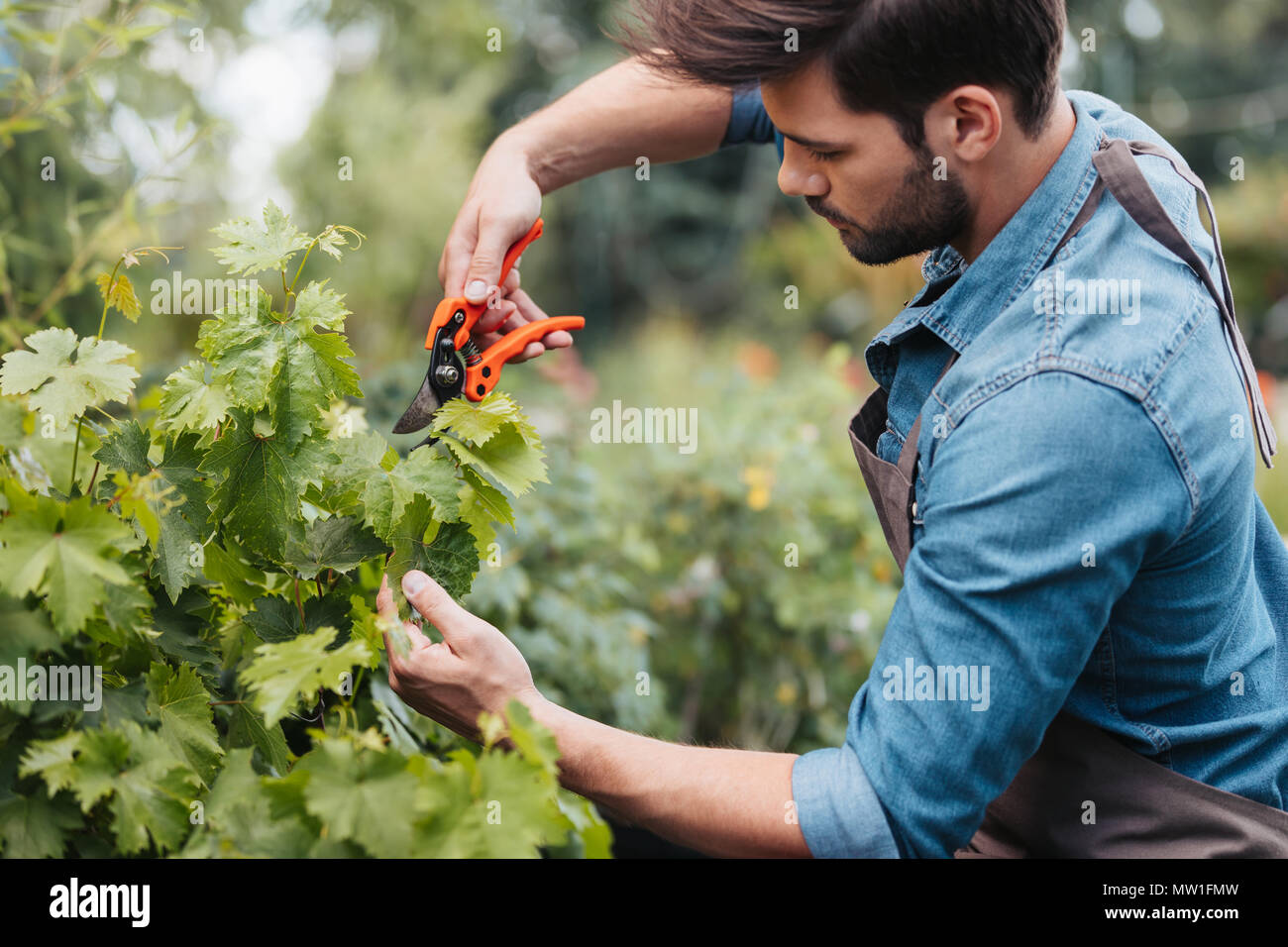 side view of young gardener with pruning shears cutting plant in garden ...