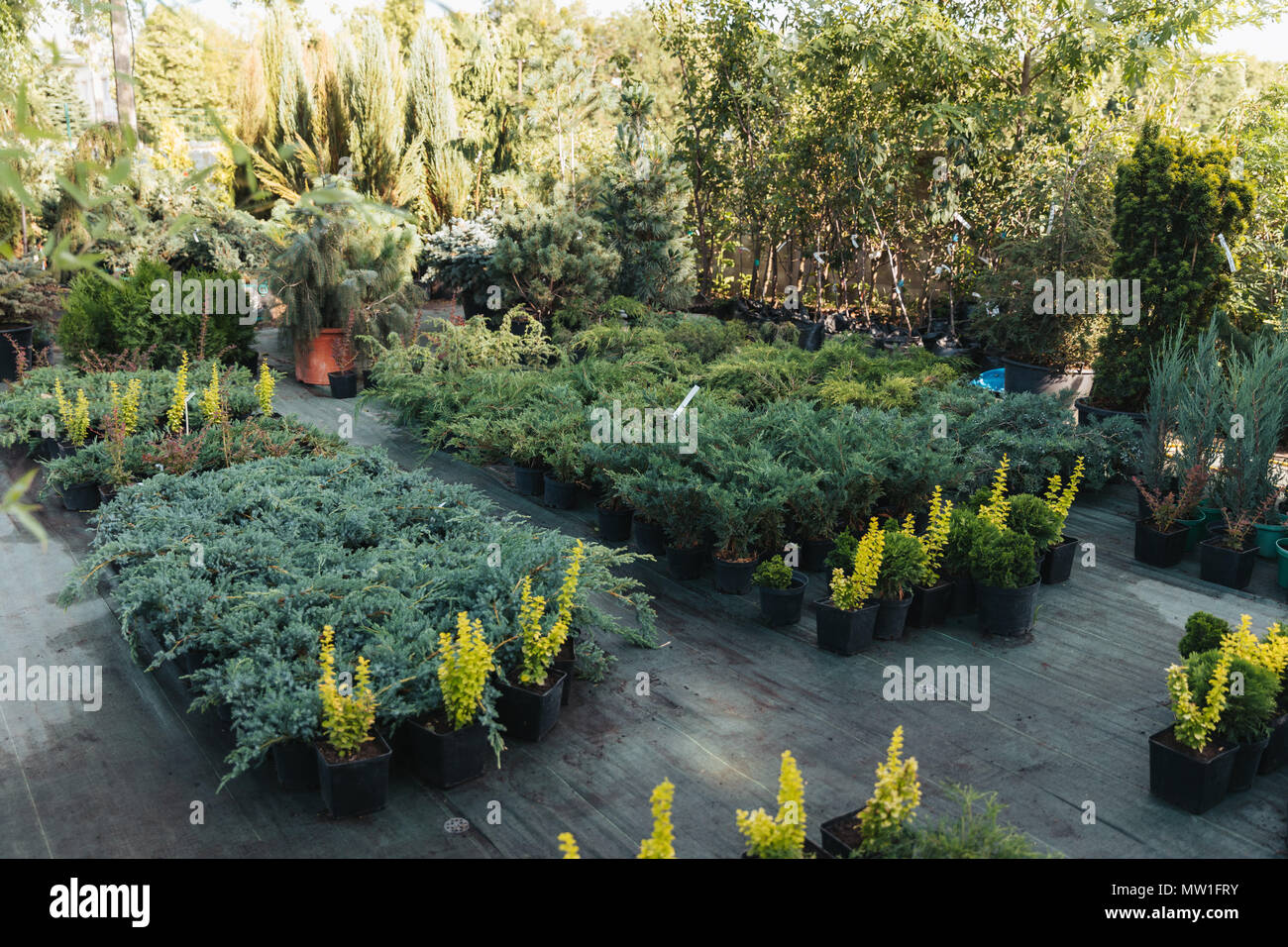 empty garden with various green potted plants and flowers Stock Photo ...