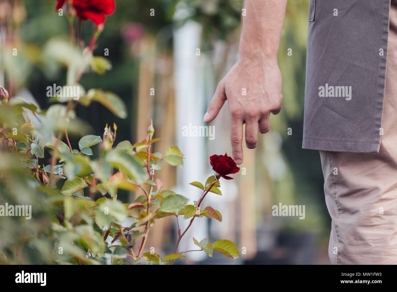 selective focus of male hand touching red rose in garden Stock Photo ...