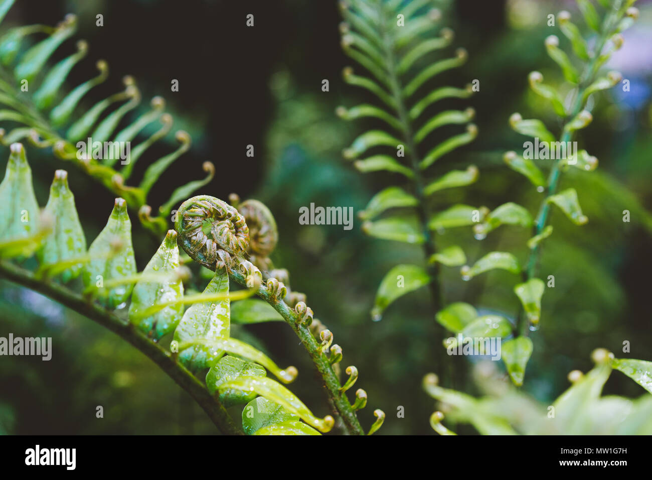 Fiddlehead fern botany hi-res stock photography and images - Alamy