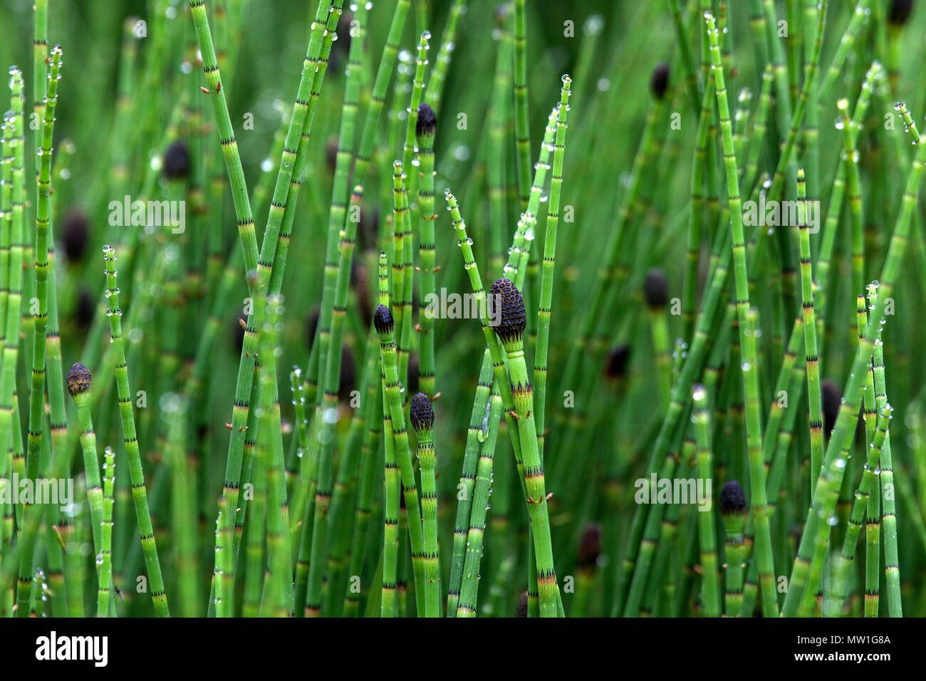 Coloured horsetail (Equisetum Variegatum) with drops of water, Iceland ...