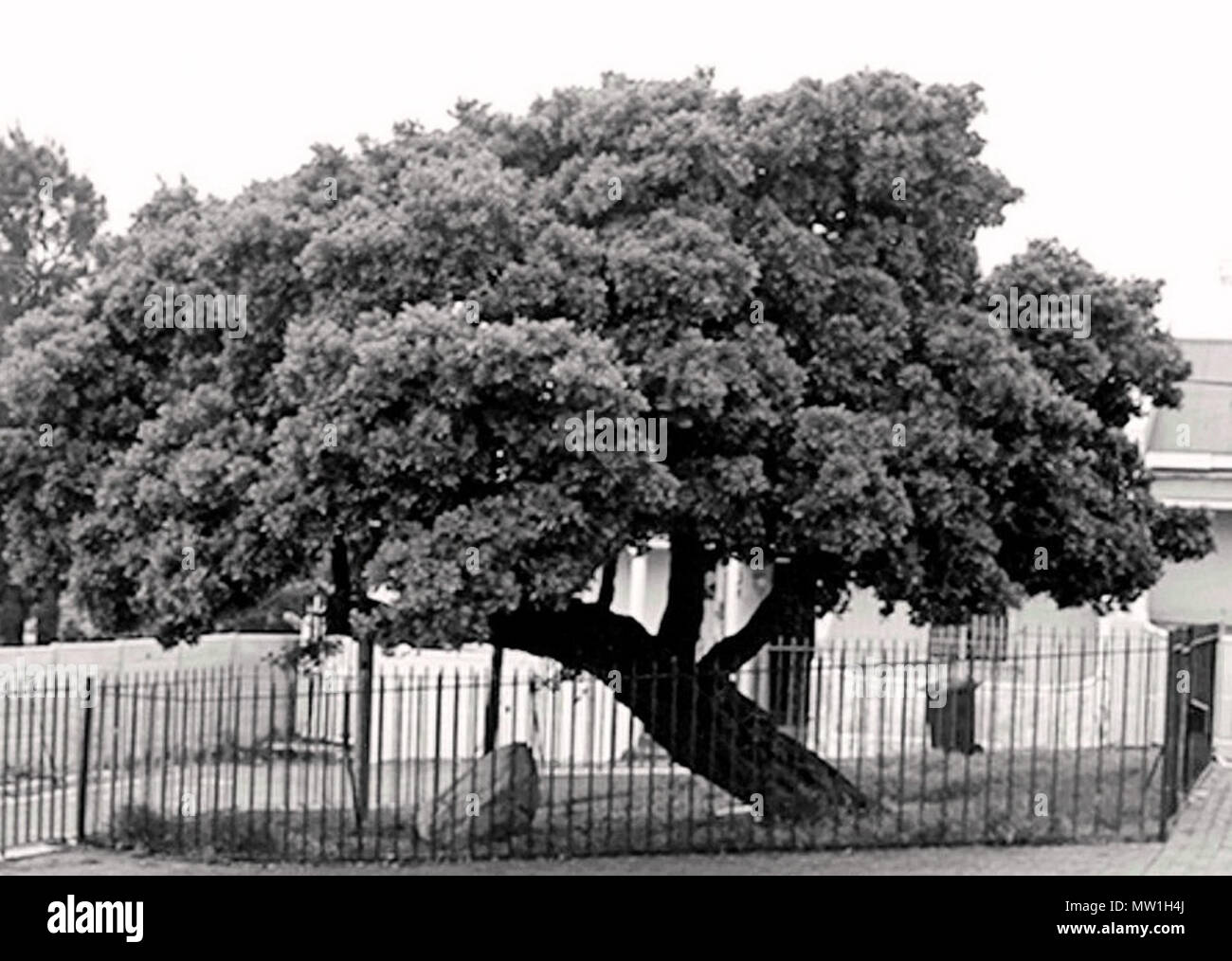 Milkwood tree hi-res stock photography and images - Alamy