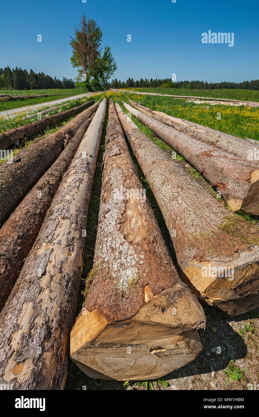 The tree of lie hi-res stock photography and images - Alamy