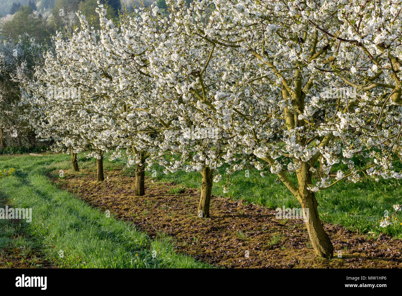 Cherry trees (Prunus) in bloom on a plantation, cherry blossom ...