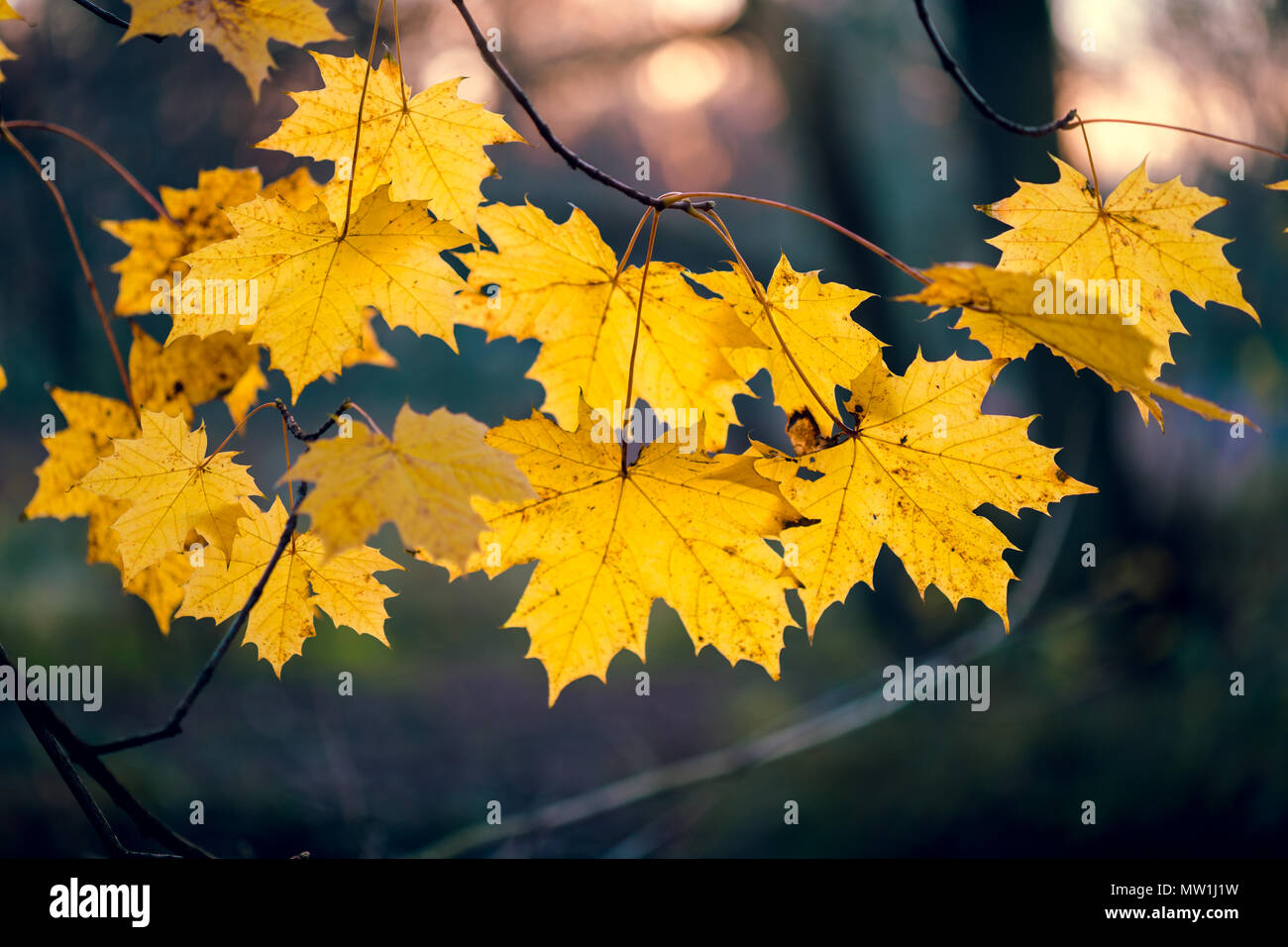 Autumn with last yellow maple leaves on trees branch in evening light Stock Photo - Alamy