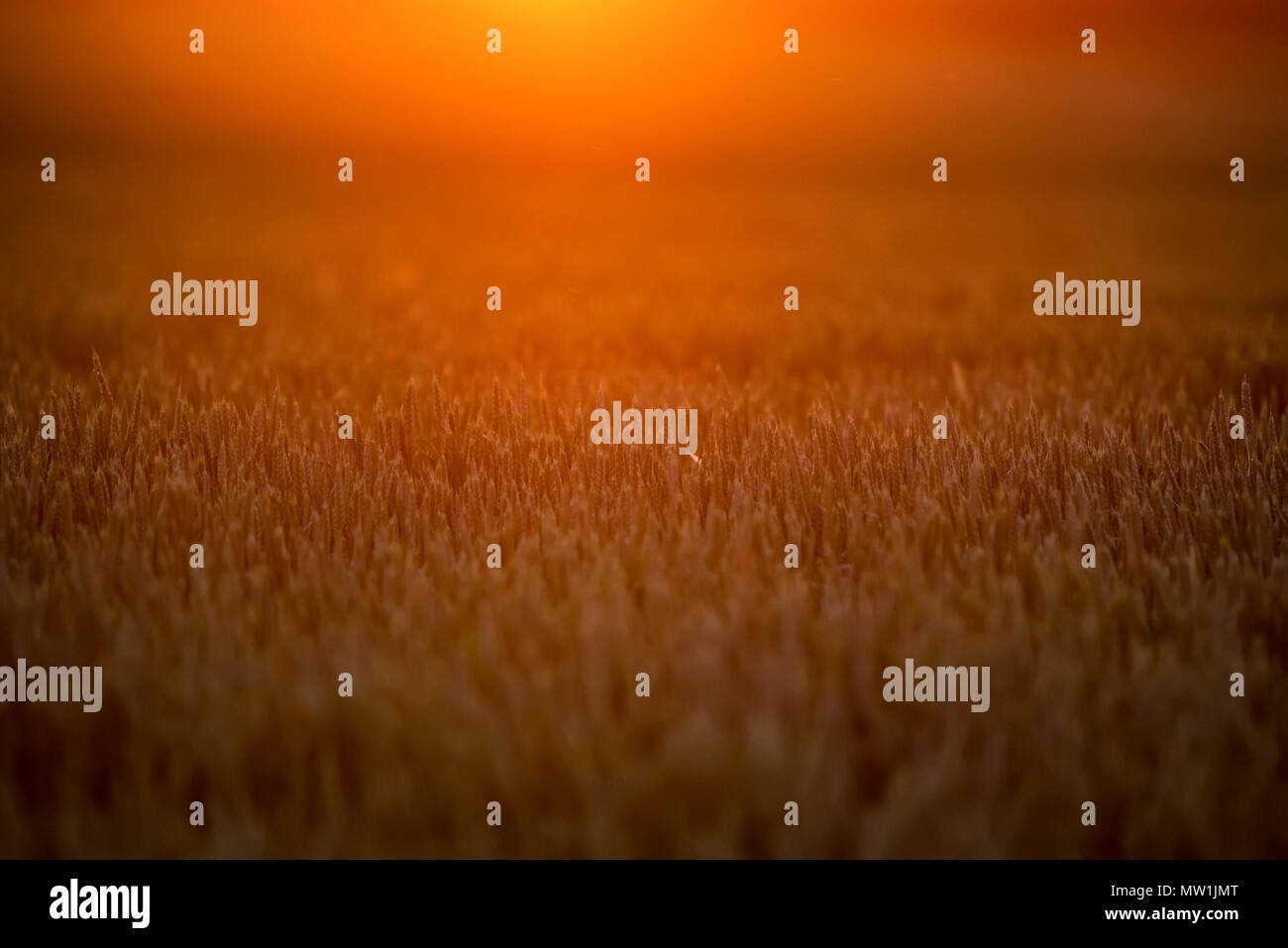 Wheat field at sunset beautiful landscape Stock Photo - Alamy