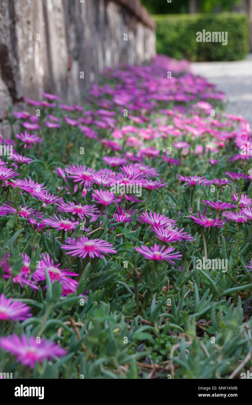 Aster flowers in full bloom along a pathway in a park in front of a ...