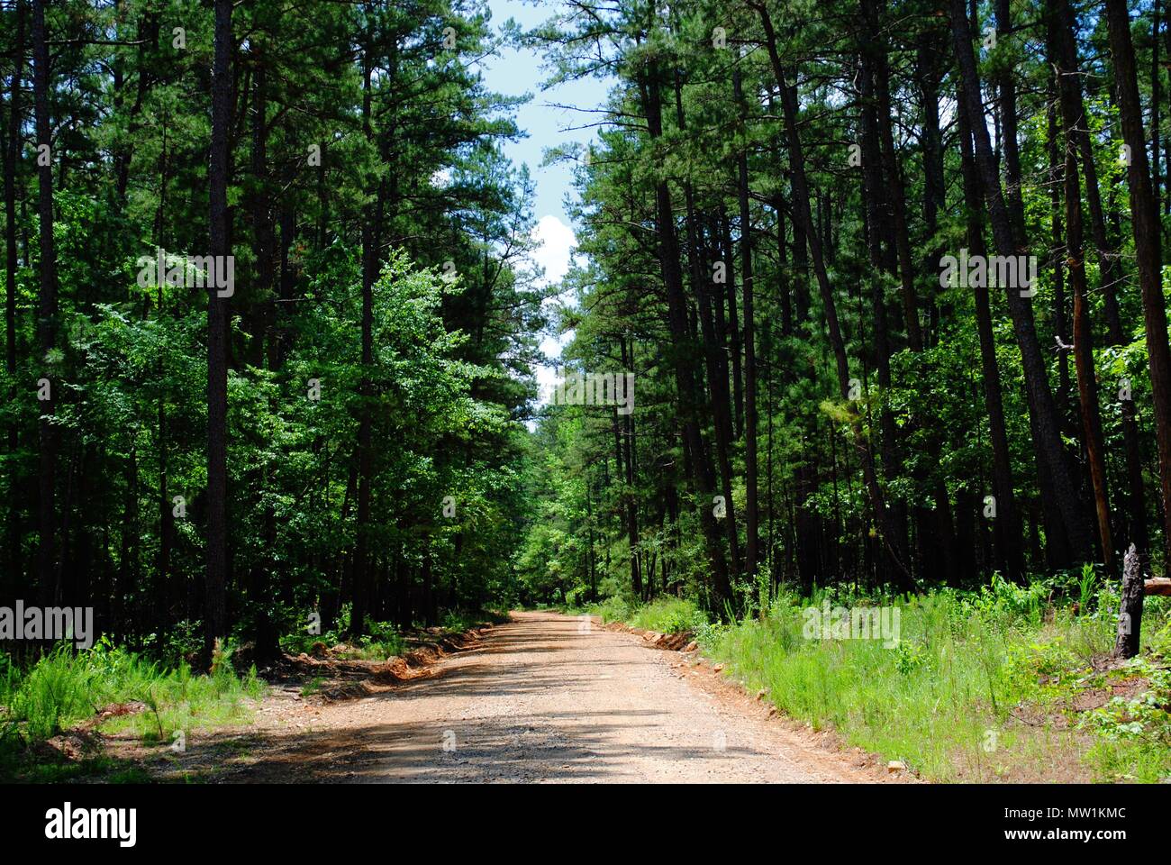 Arkansas pine trees hi-res stock photography and images - Alamy