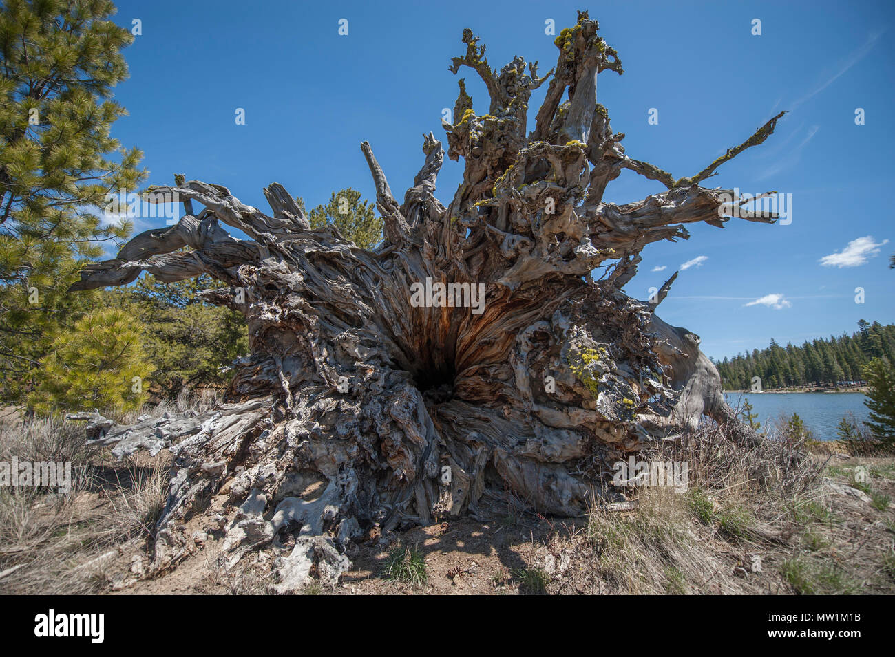 Looking up into the hollow trunk and root wad of a long-fallen gigantic ...