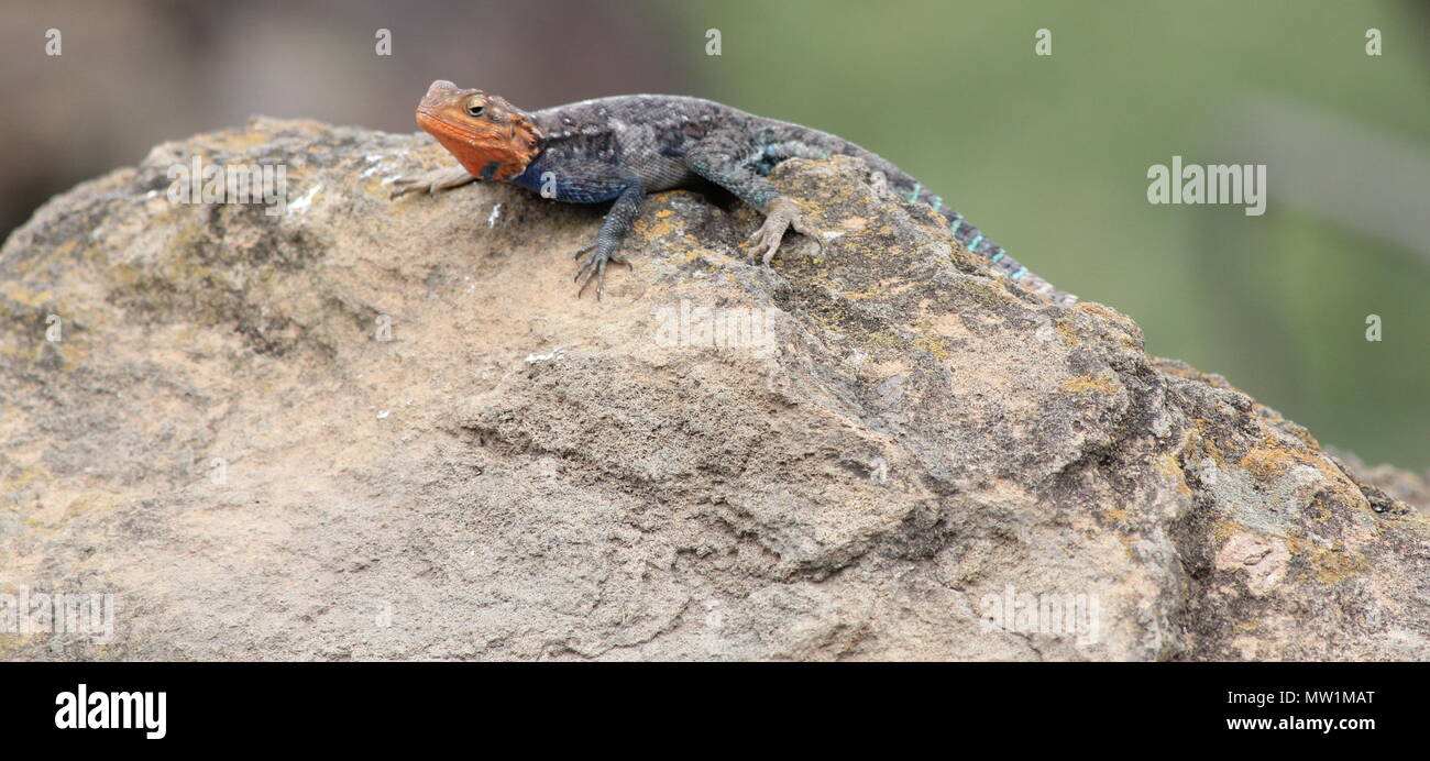Colorful lizard resting on a rock Stock Photo - Alamy