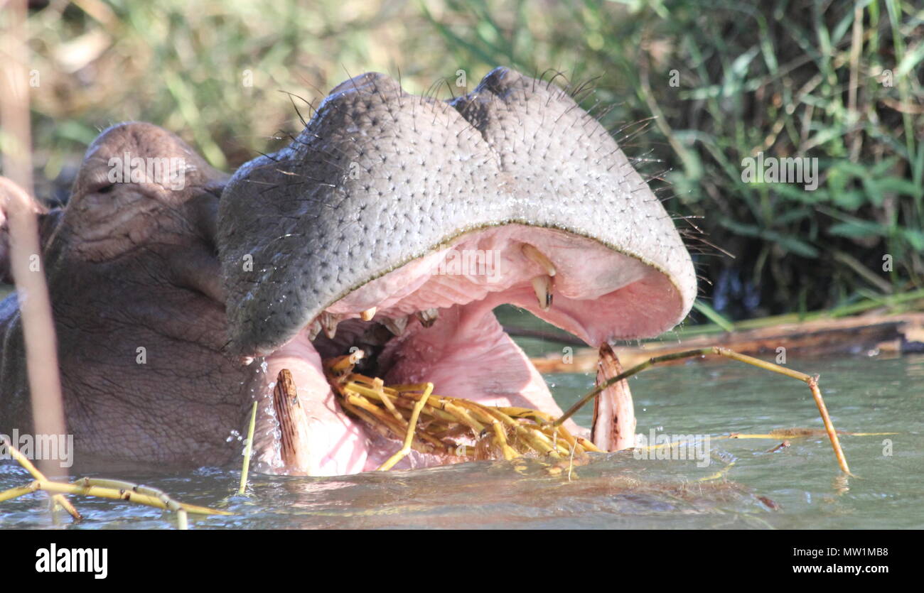 Blue hippopotamus hi-res stock photography and images - Alamy