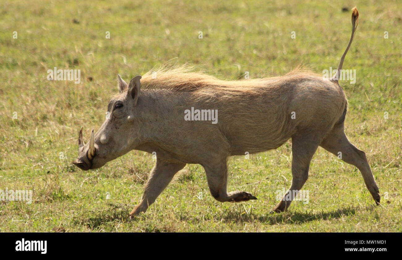 Wild boar running over the savannah Stock Photo - Alamy