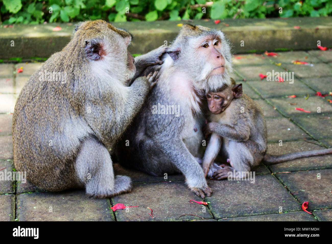 The Family of Monkey Sitting on Stone Brick in Uluwatu, Bali. Male ...
