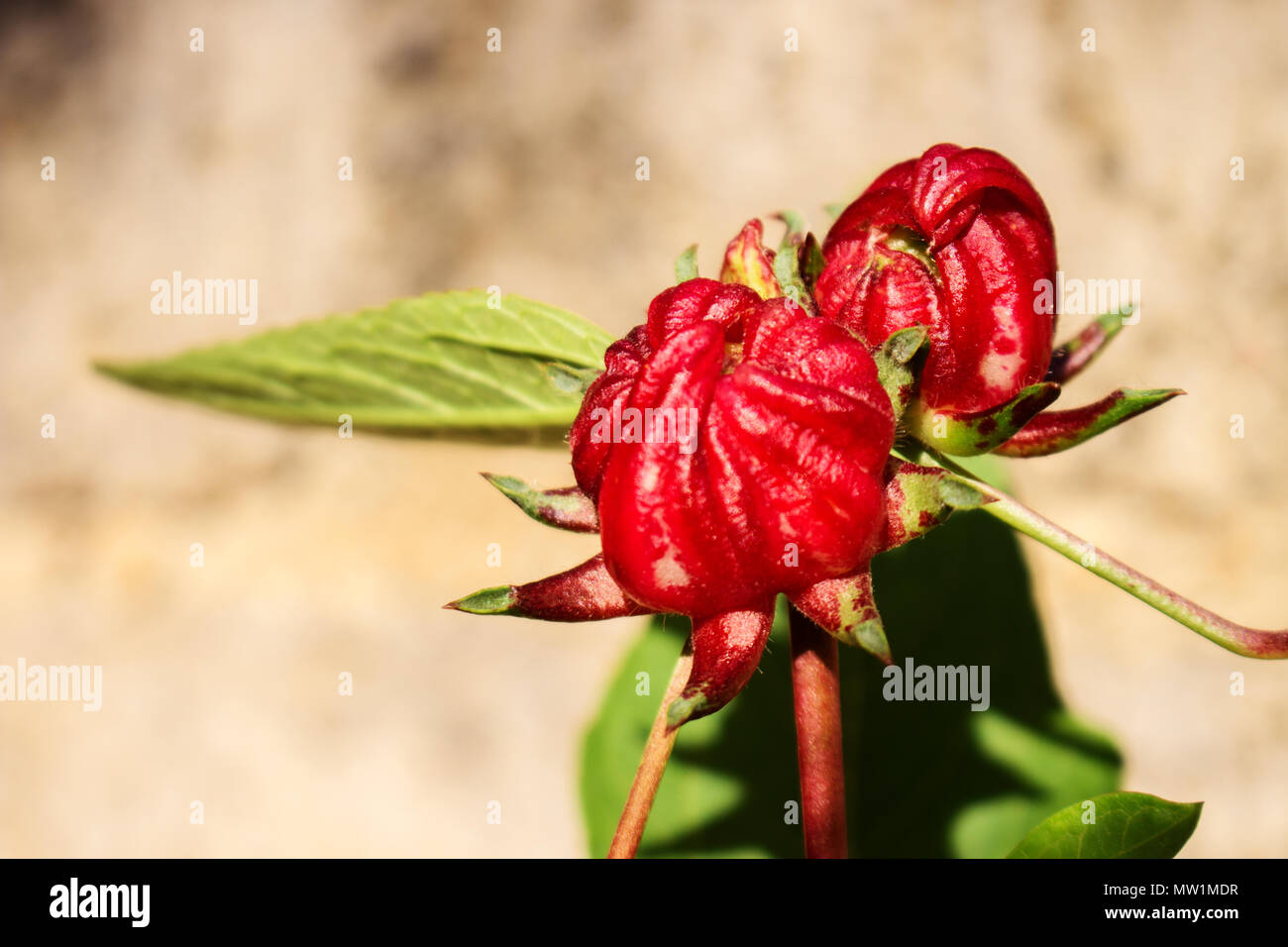 Damage caused by the sun hi-res stock photography and images - Alamy