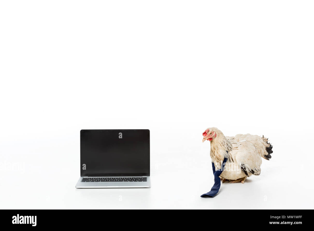 chicken near laptop with blank screen isolated on white Stock Photo - Alamy