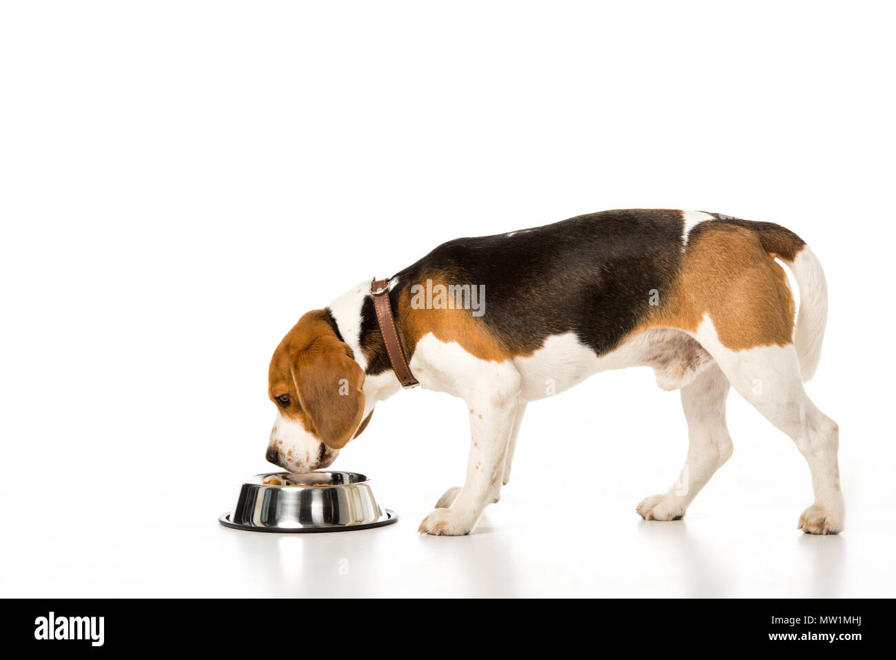 Side view adorable beagle hi-res stock photography and images - Alamy