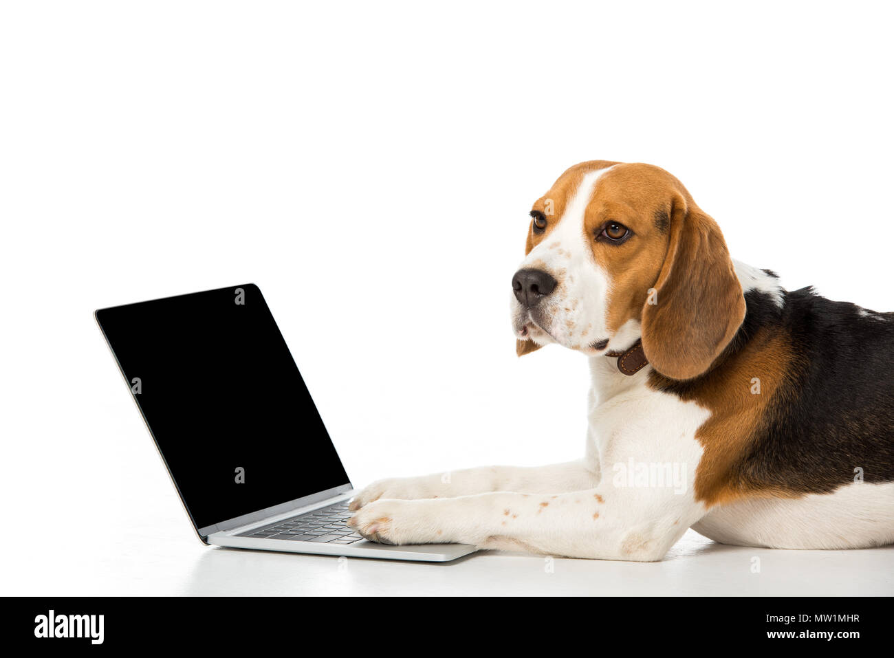 side view of adorable beagle dog with laptop with blank screen isolated ...