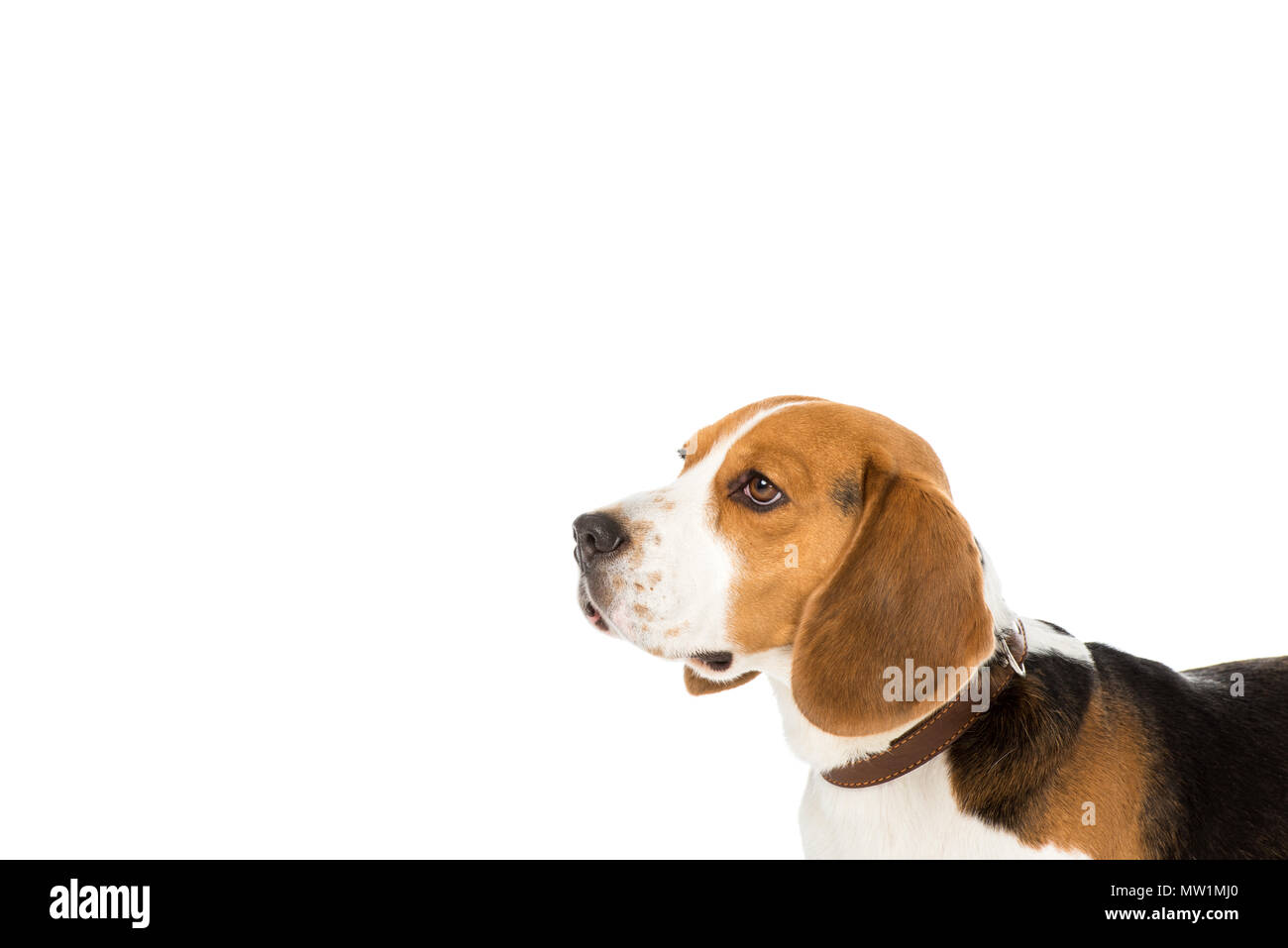 side view of cute beagle dog in collar isolated on white Stock Photo ...