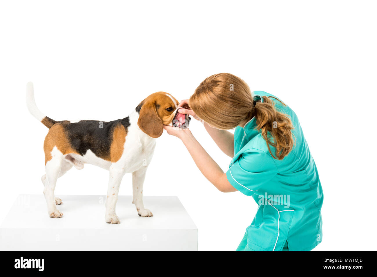 veterinarian examining beagle dogs teeth isolated on white Stock Photo ...