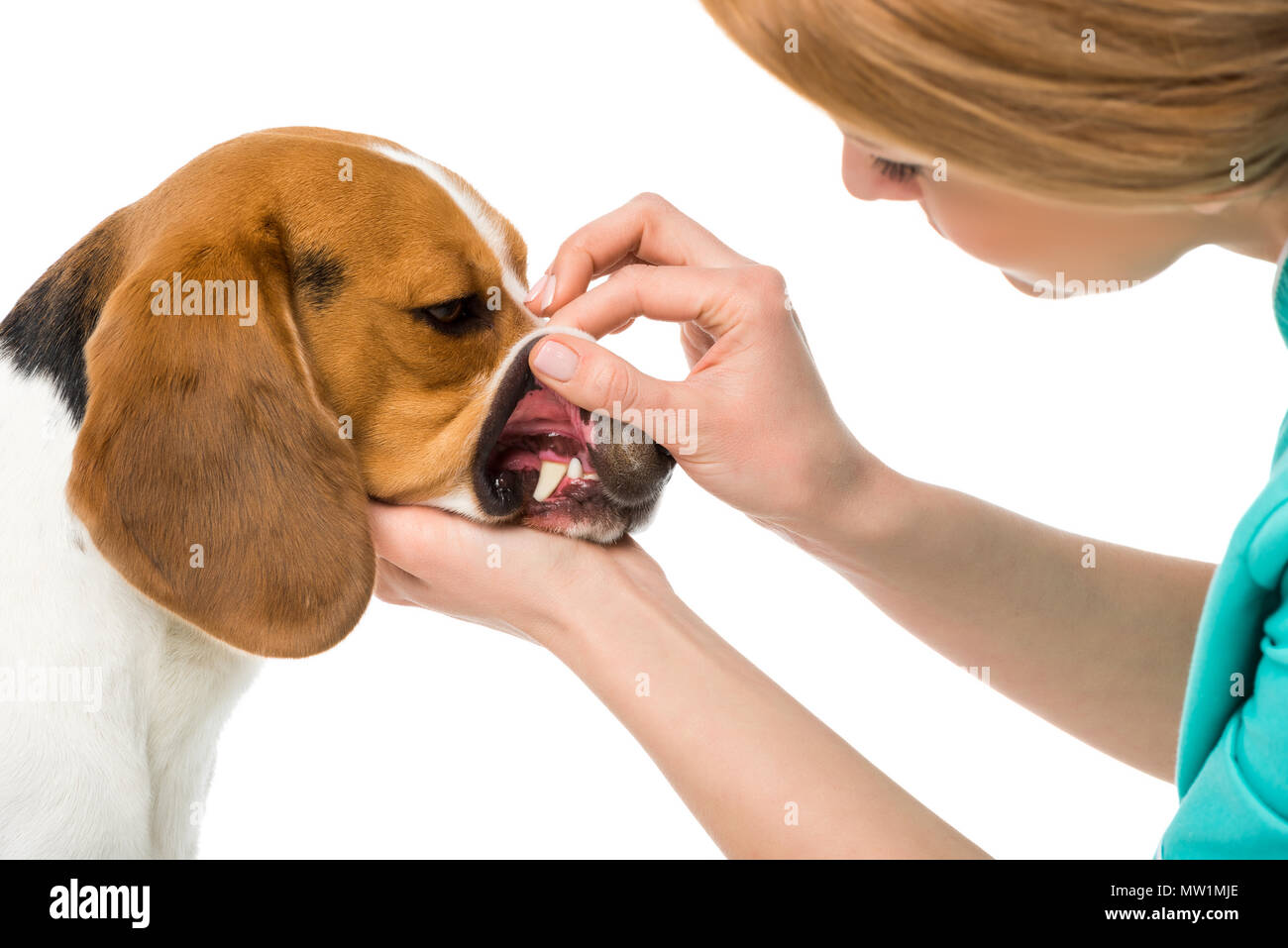 close up view of veterinarian examining beagle dogs teeth isolated on ...
