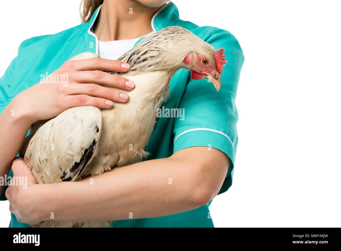partial view of veterinarian holding chicken isolated on white Stock ...