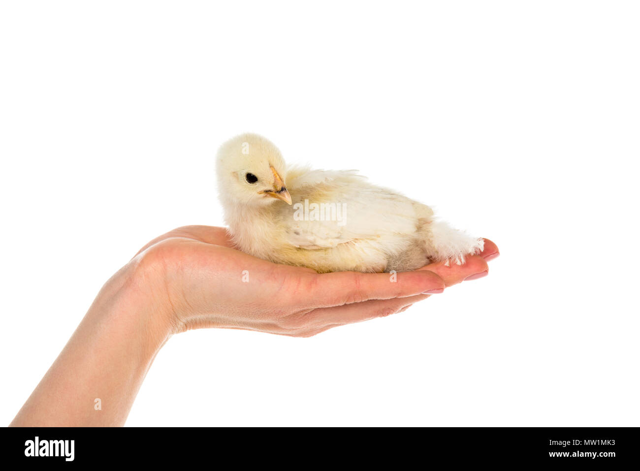 Person holding chick hi-res stock photography and images - Alamy