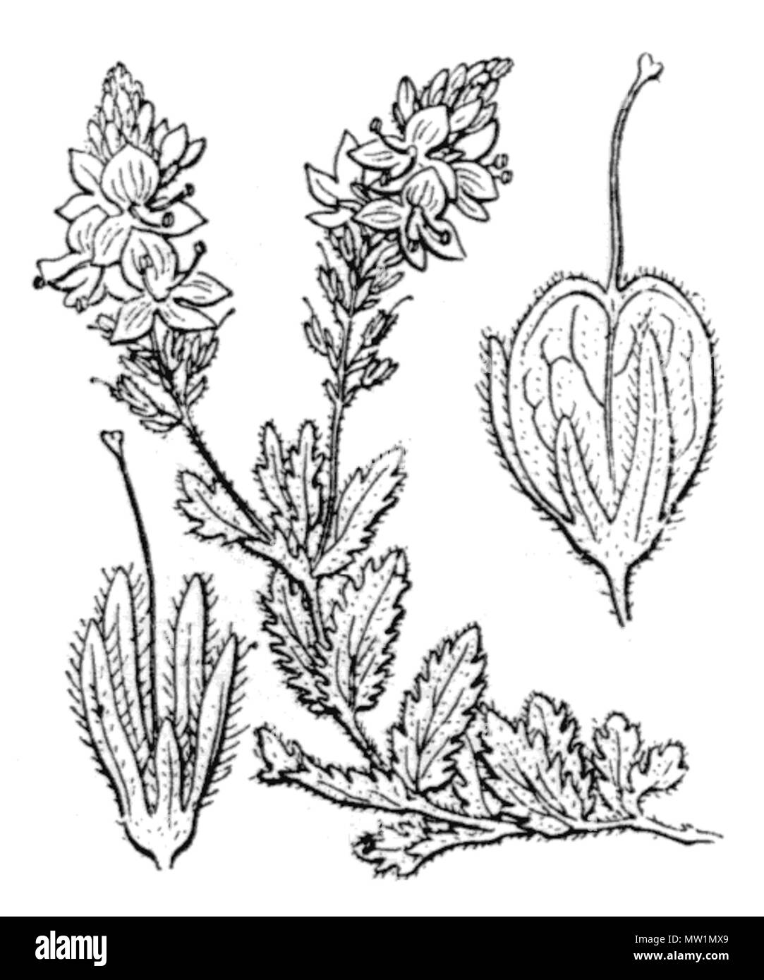 Germander speedwell Black and White Stock Photos & Images - Alamy