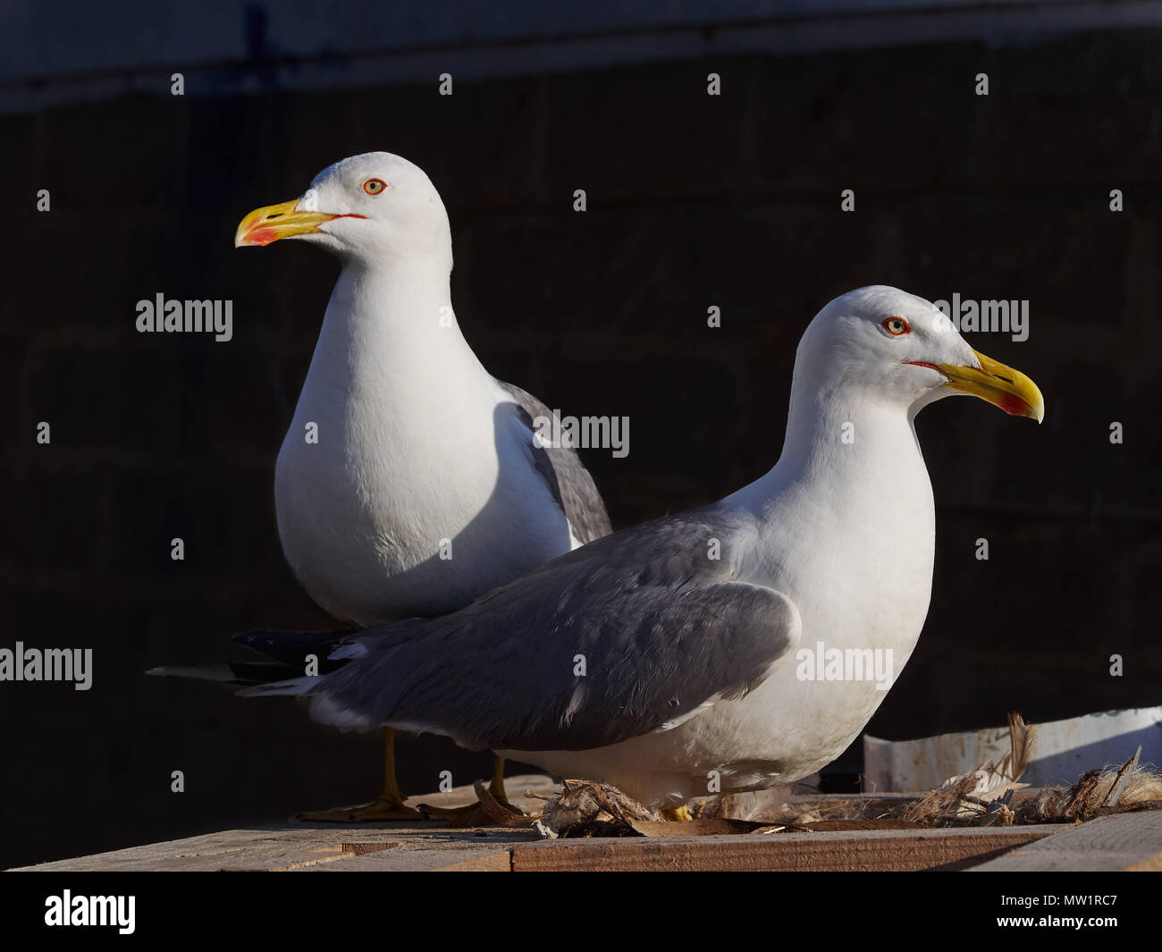 Two large white sea gulls with yellow beaks on a black background Stock ...