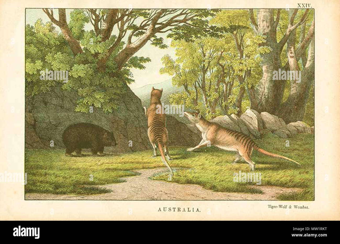 . Thylacine (Tasmanian Tiger) and wombat lithograph . 1877. Unknown 606 ...