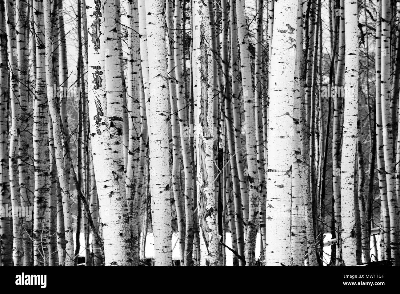 Stand white bark trees in Black and White Stock Photos & Images - Alamy