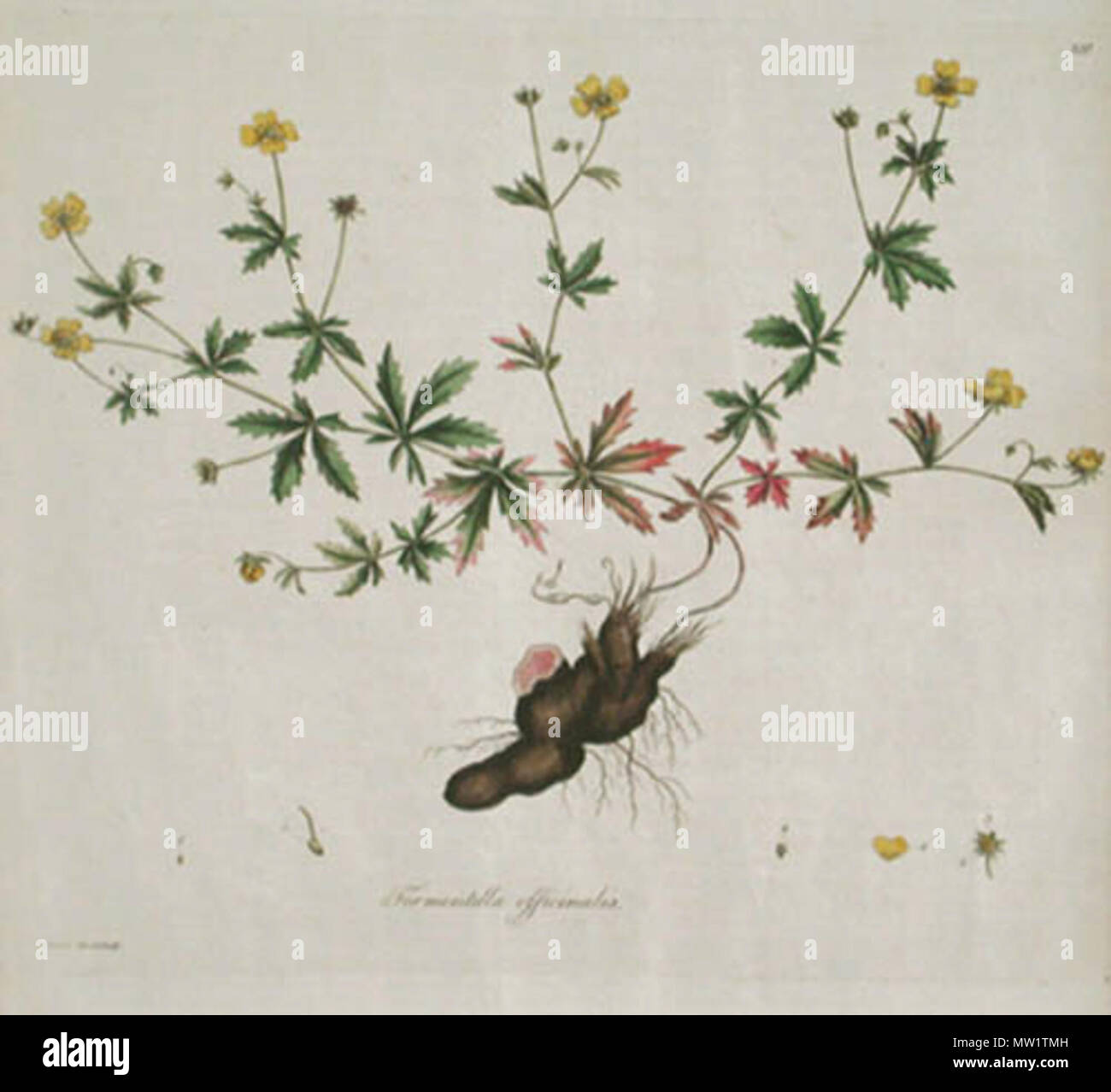 . Digital image of James Sowerby's hand-coloured engraving and etching ...