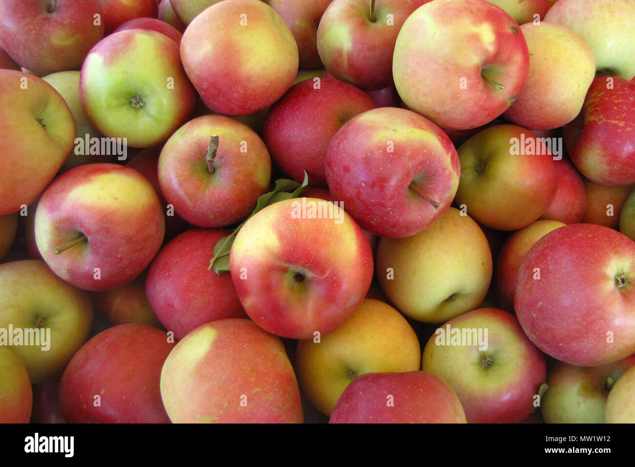 Elongated oval shape hi-res stock photography and images - Alamy