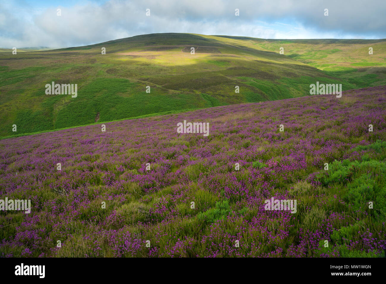 Strachan hi-res stock photography and images - Alamy