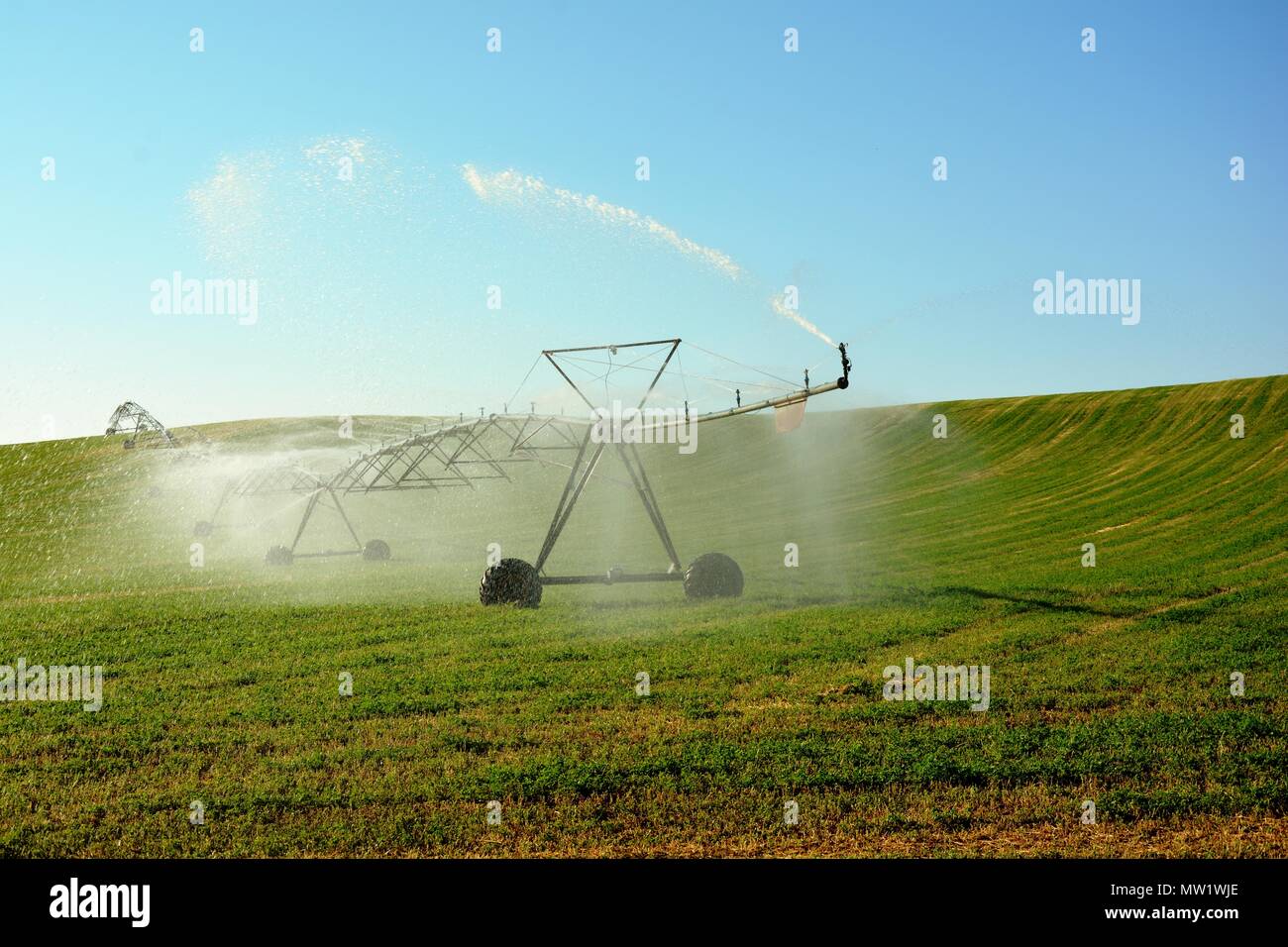 watering by spray, watering by sprinklers, sprinkling, spraying ...
