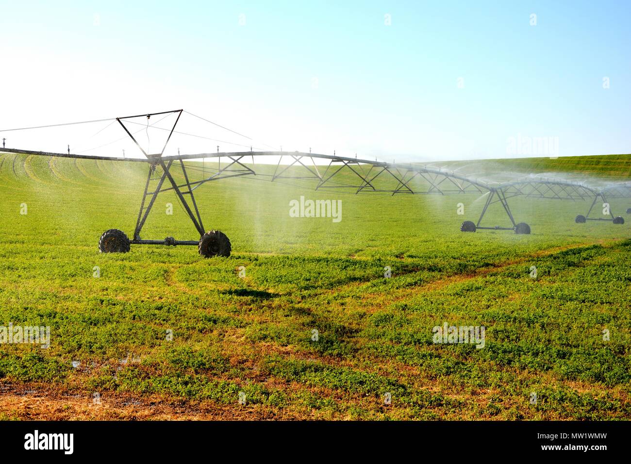 watering by spray, watering by sprinklers, sprinkling, spraying ...