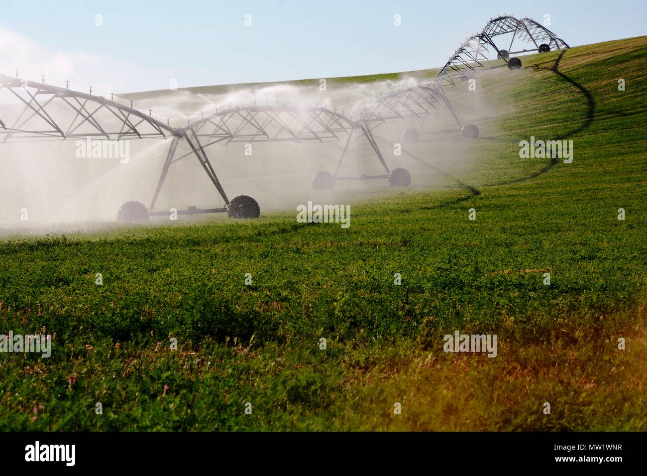 watering by spray, watering by sprinklers, sprinkling, spraying ...