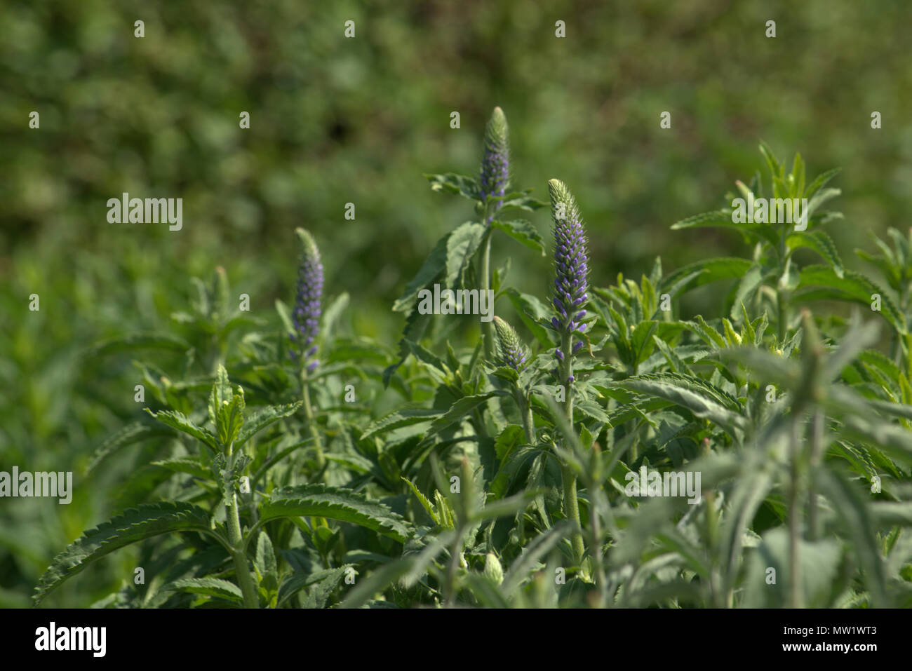 Blue viper's bugloss plant Stock Photo - Alamy