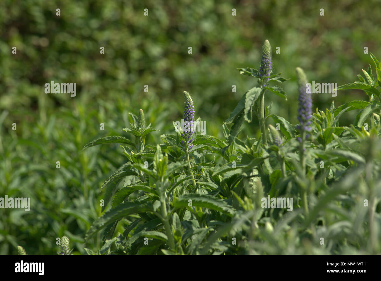Blue viper's bugloss plant Stock Photo - Alamy